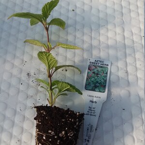 Aztec Sweet Herb Lippia Dulcis Plant - Etsy