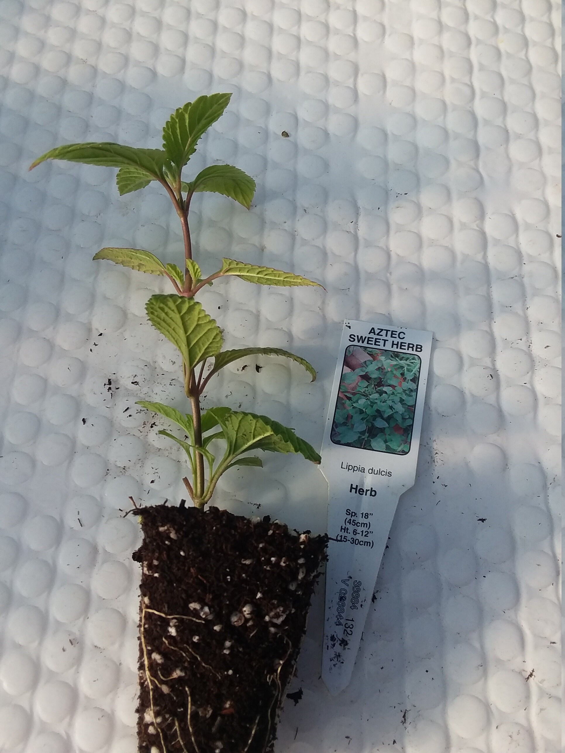 Aztec Sweet Herb Lippia Dulcis Plant - Etsy