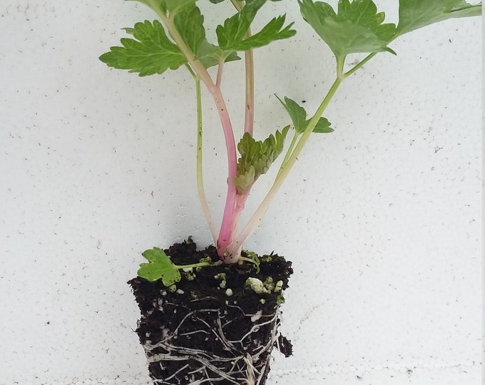 Chinese Pink Celery - Etsy