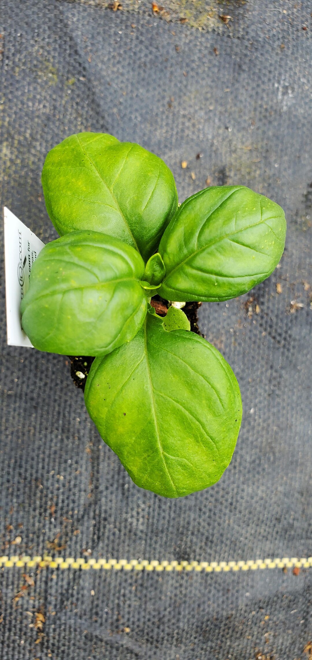 Basil Compact Genovese - Etsy