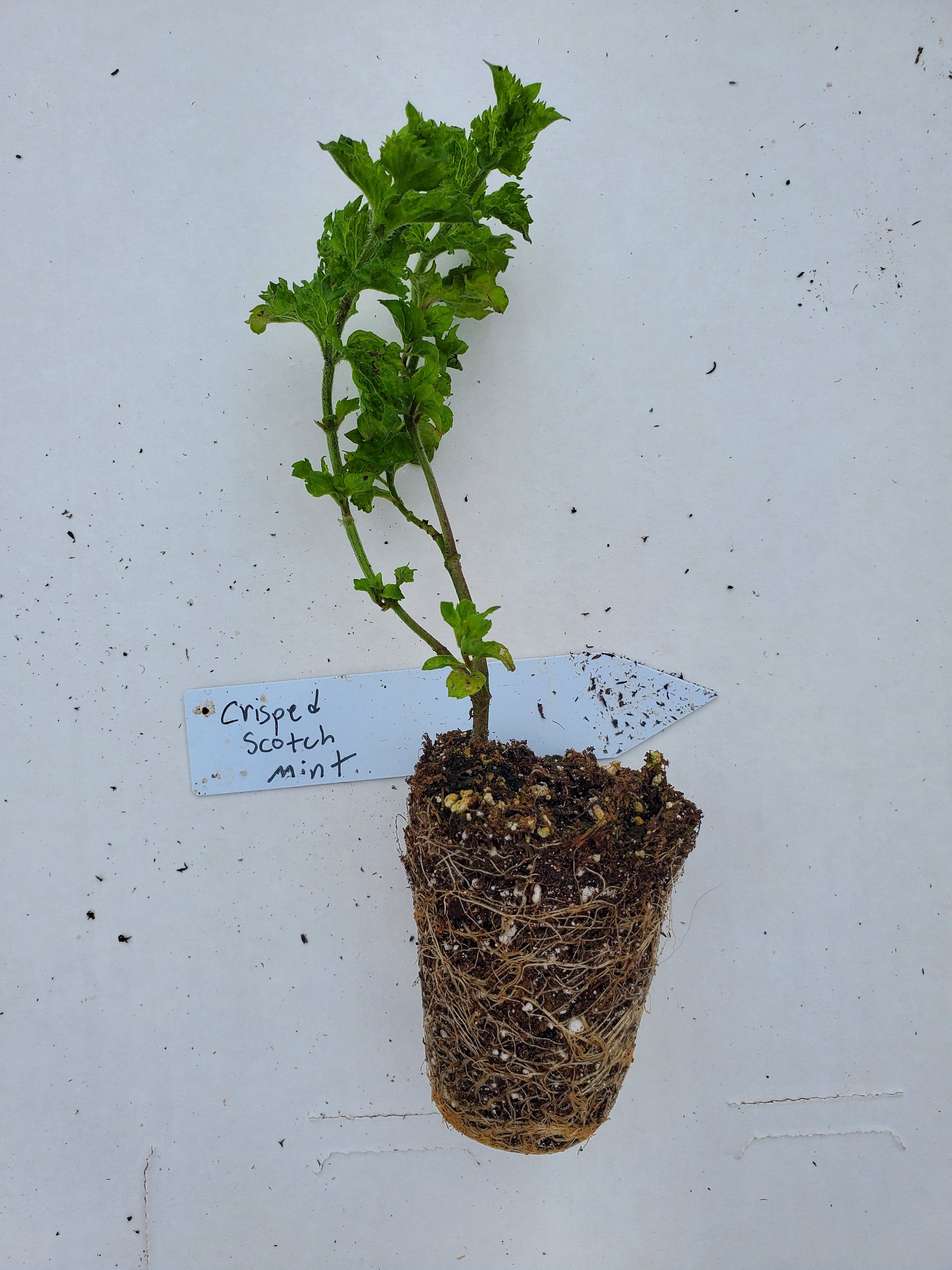 Mint Crisped Scotch - Etsy