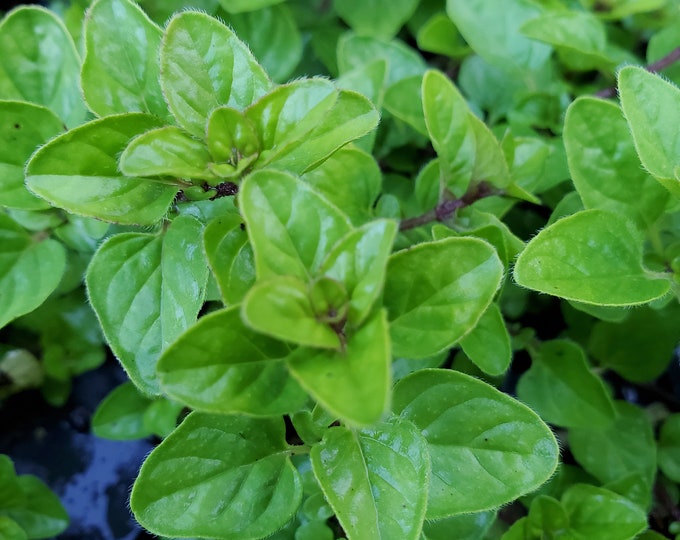 Golden Creeping Oregano - Etsy