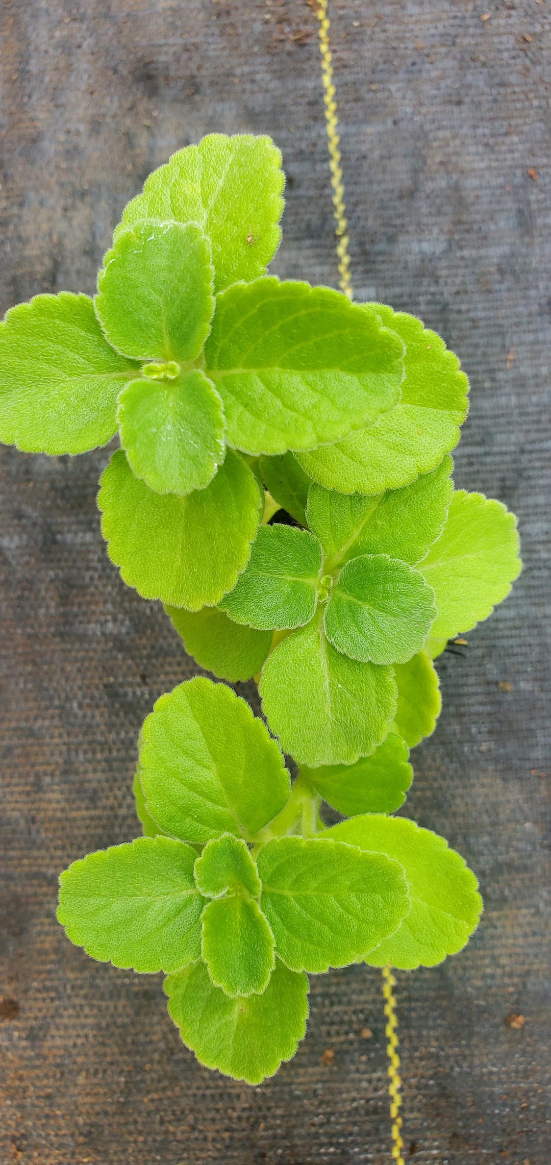 Indian Coleus Plectranthes Barbatus - Etsy