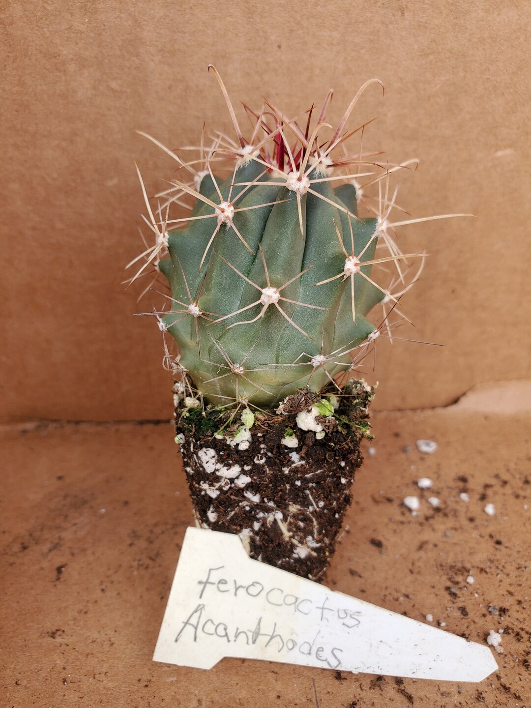 Ferocactus Acanthodes Starter - Etsy