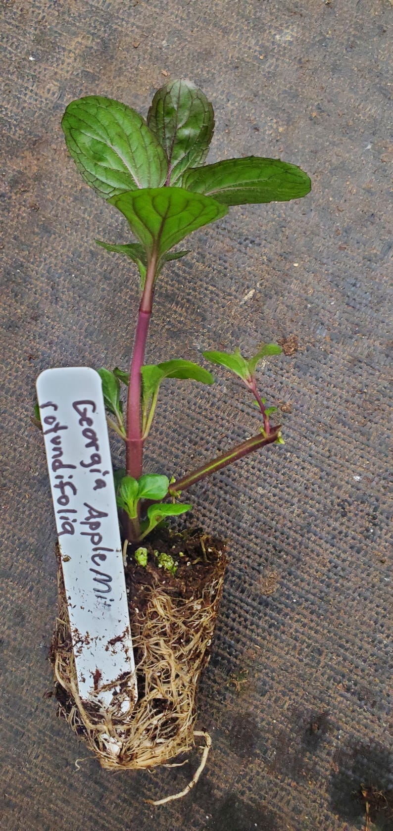 Georgia Apple Mint, Mentha Rotundifolia - Etsy
