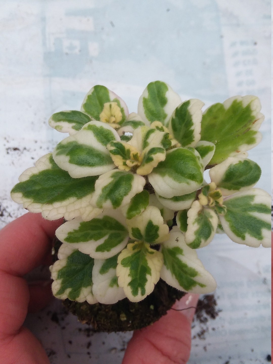 Variegated Swedish Ivy - Etsy