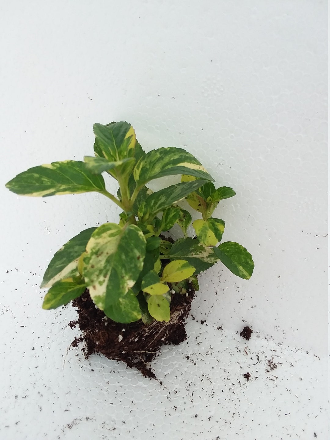 Variegated Peppermint Plant, Mentha Piperita, Aromatic Herb - Etsy