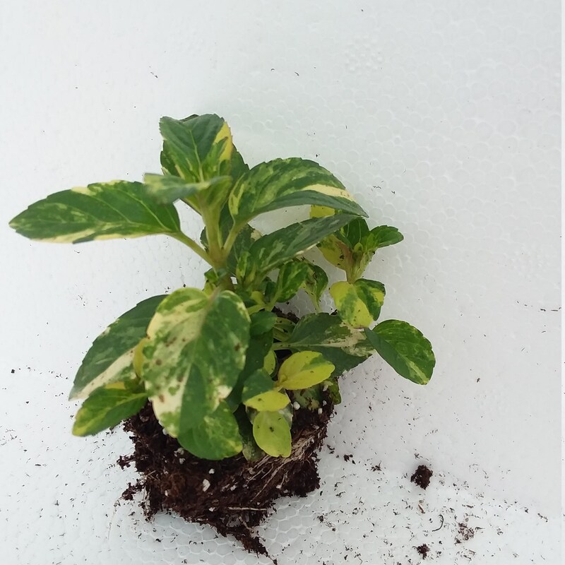 Miniature Peppermint - Etsy