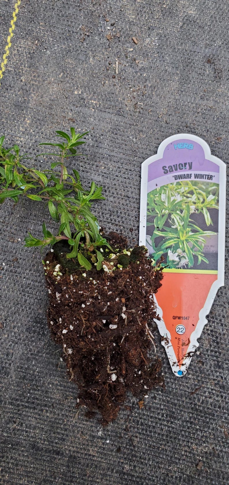 Dwarf Winter Savory - Etsy