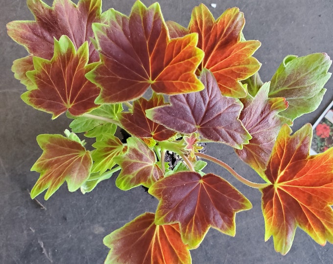 Geranium Vancouver Centennial - Etsy