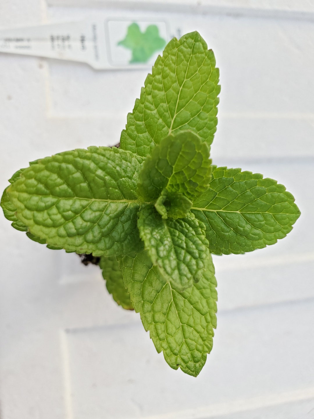 Spanish Mint Mentha Spicata - Etsy