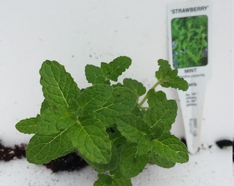 Strawberry Mint Rooted Starts in 2 Inch Pot - Etsy