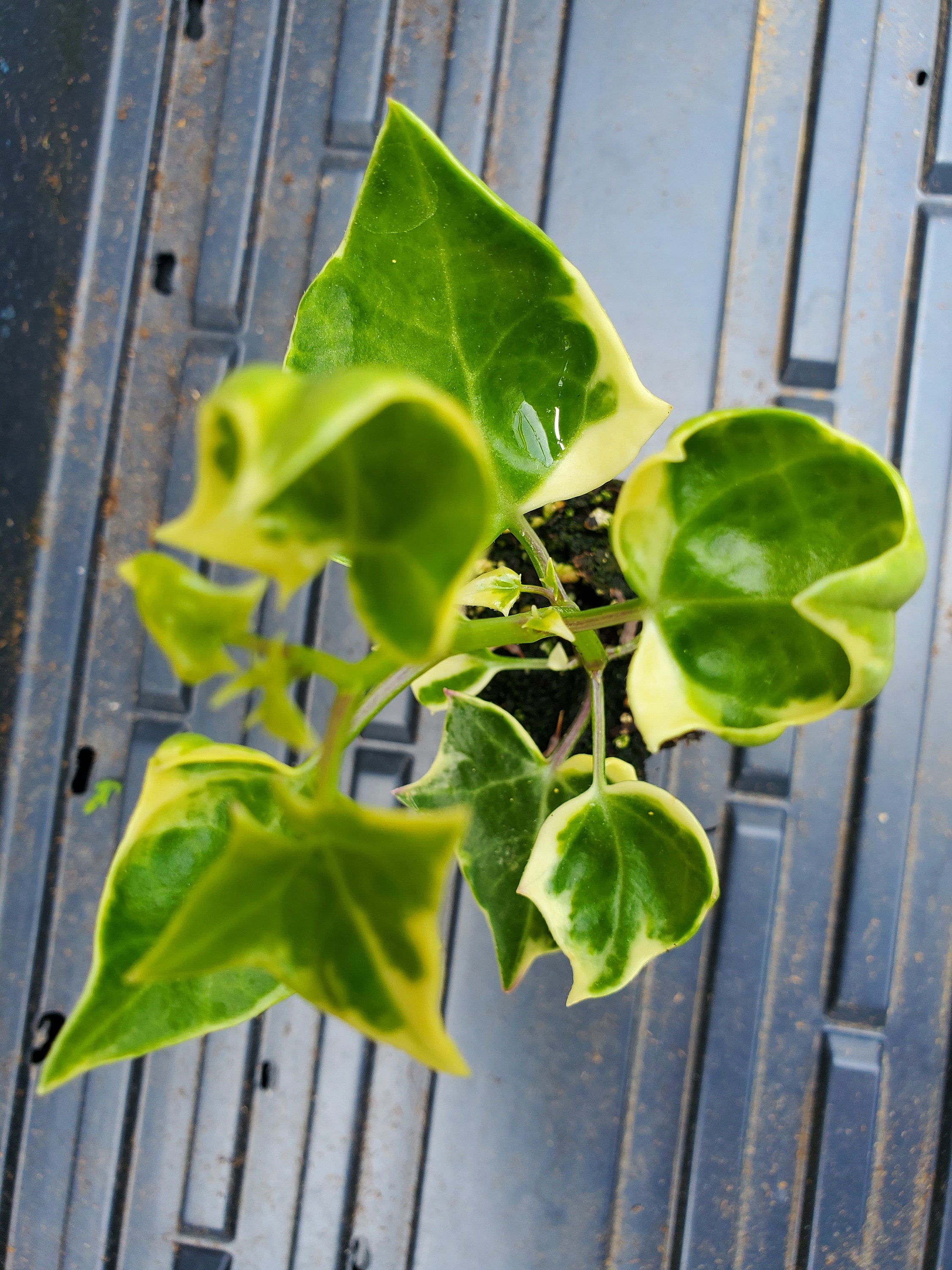 Variegated German Ivy - Etsy