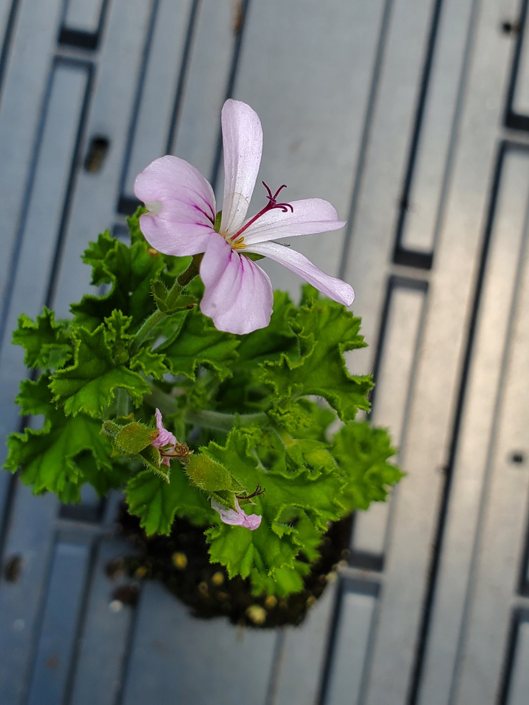 Pelargonium Lemon Crispum - Etsy