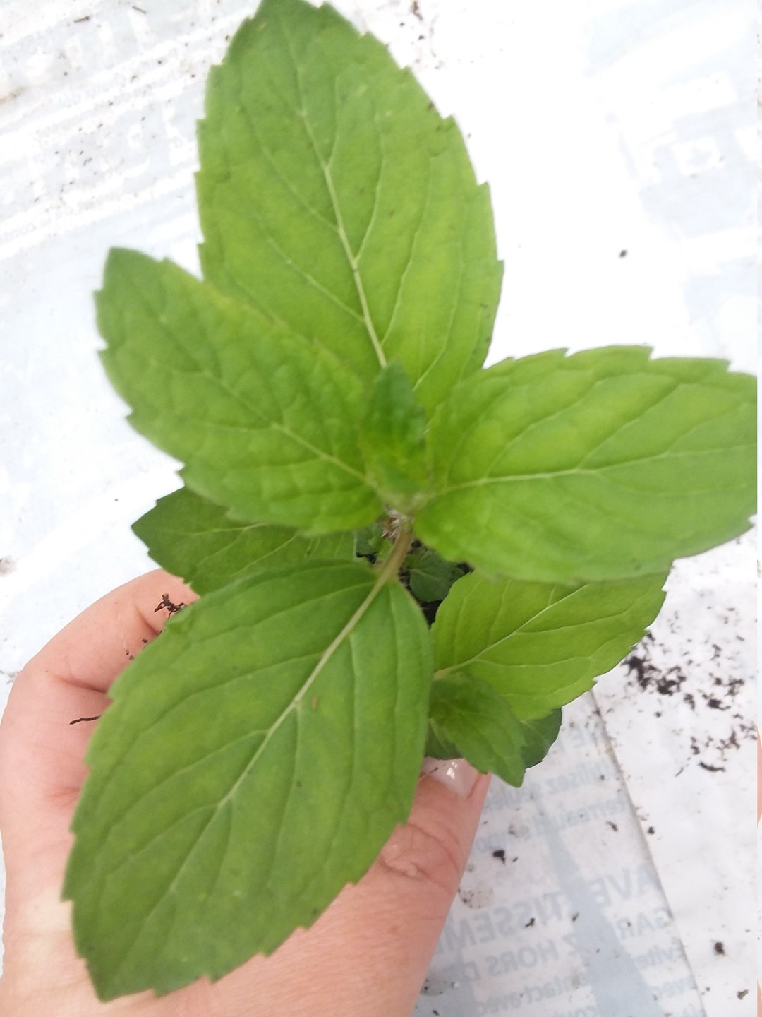 Scotch Mint Starter - Etsy