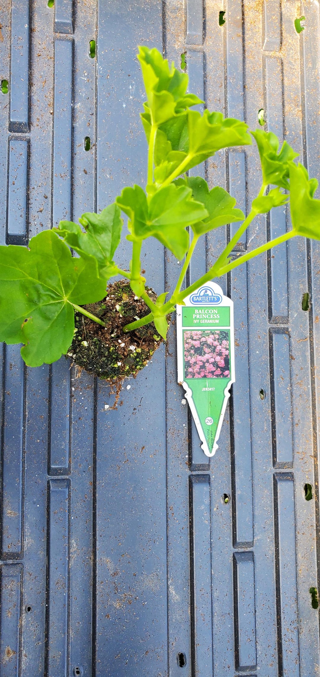 Ivy Geranium Balcon Princess - Etsy