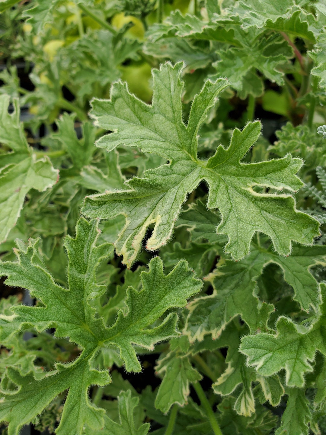 Scented Geranium Gray Lady Plymouth - Etsy