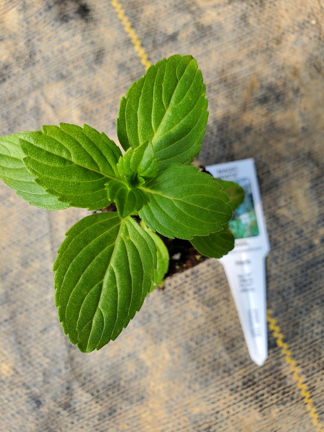 Basil Magic White - Etsy