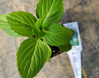 1 Plant of Perennial Basil Herbalea Wild Magic - Etsy