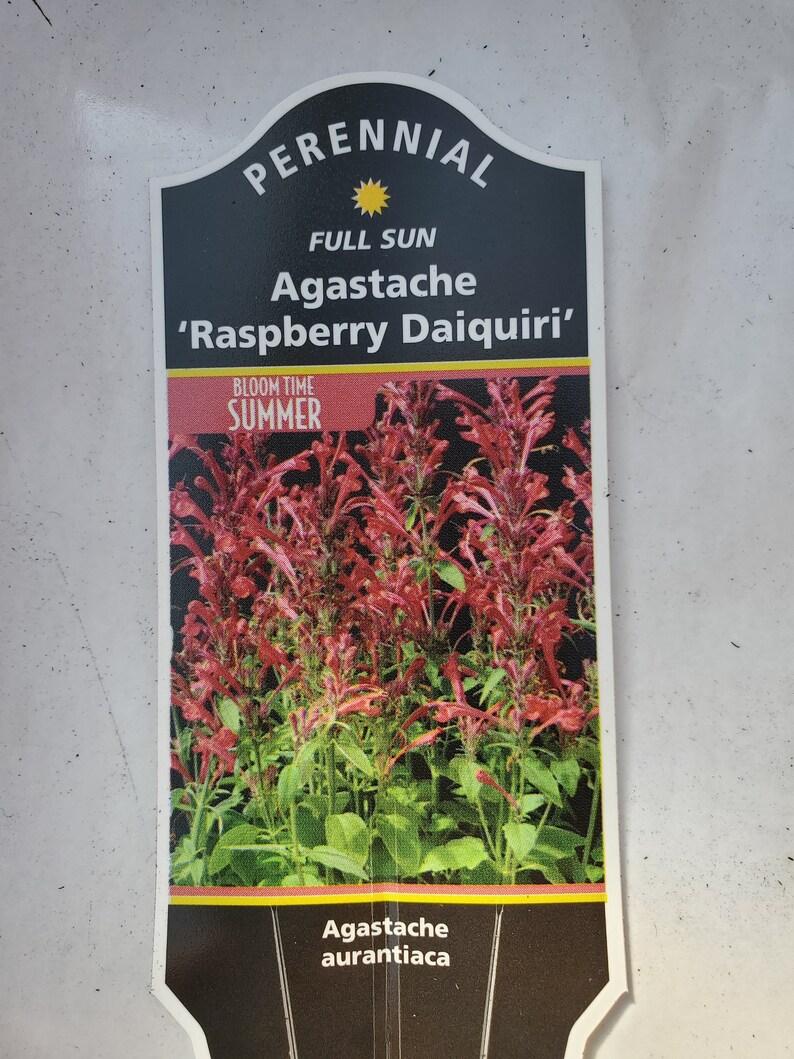 Agastache Party Mixers Raspberry Daiquiri - Etsy