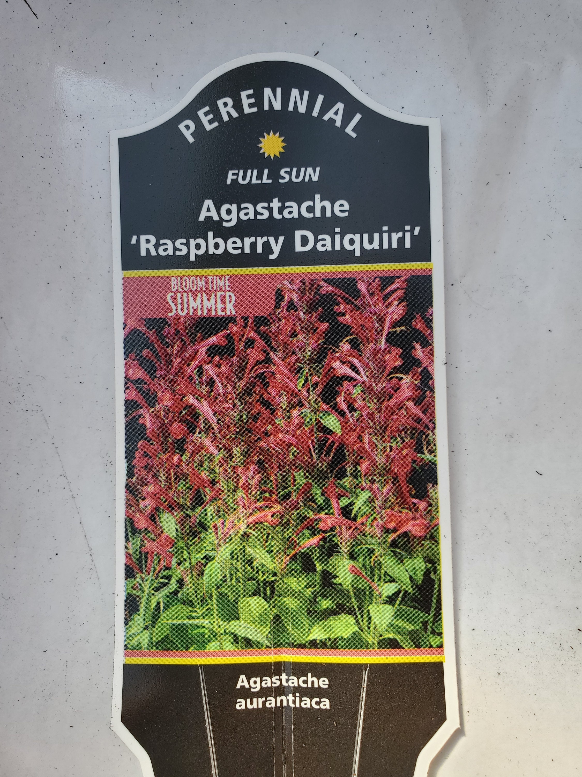 Agastache Raspberry Summer