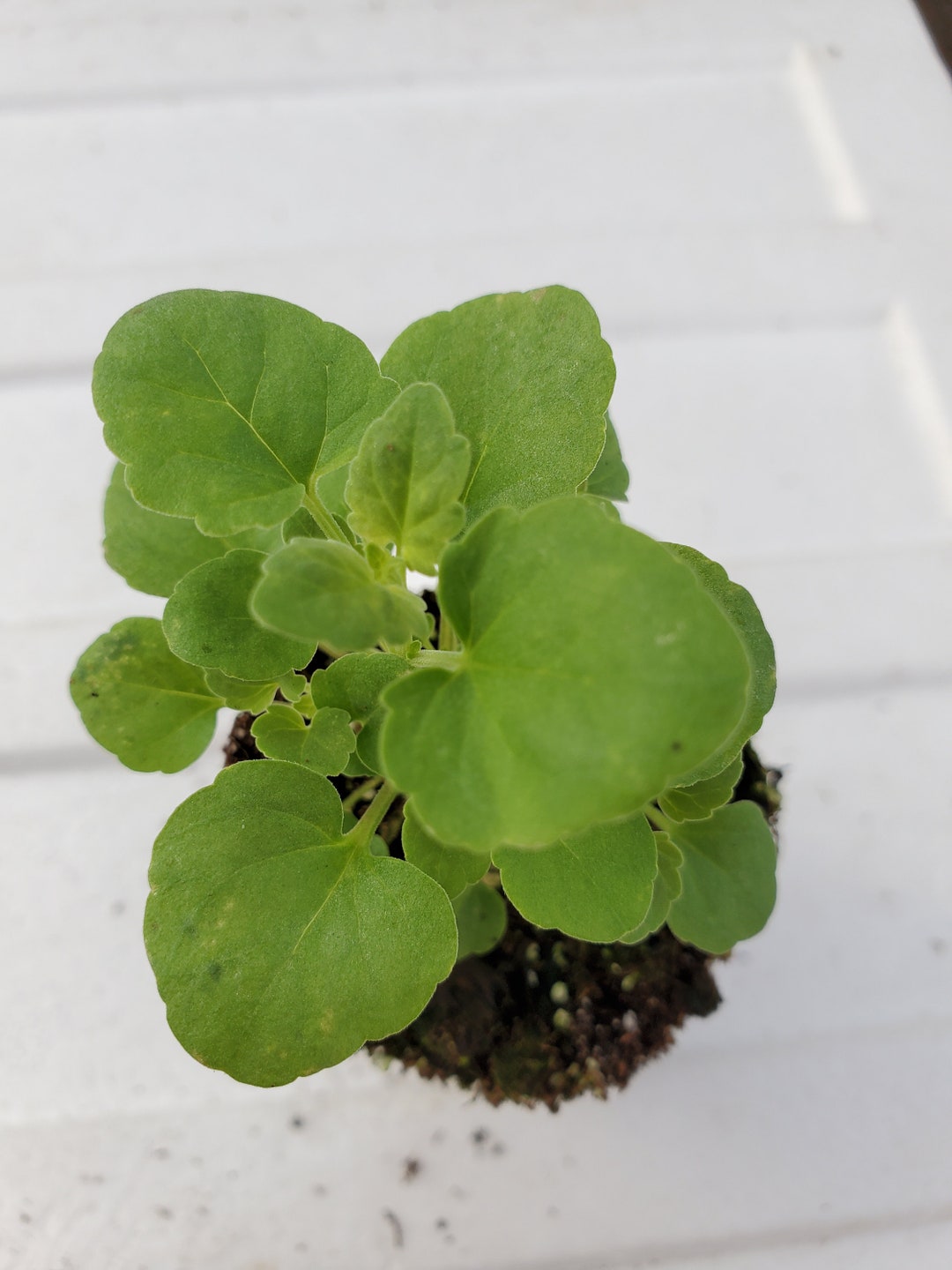 Agastache Party Mixers Raspberry Daiquiri - Etsy