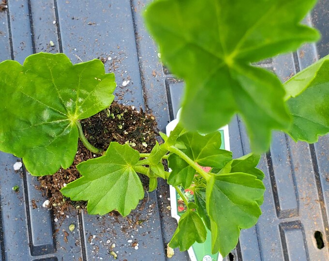 Ivy Geranium Balcon Royale - Etsy