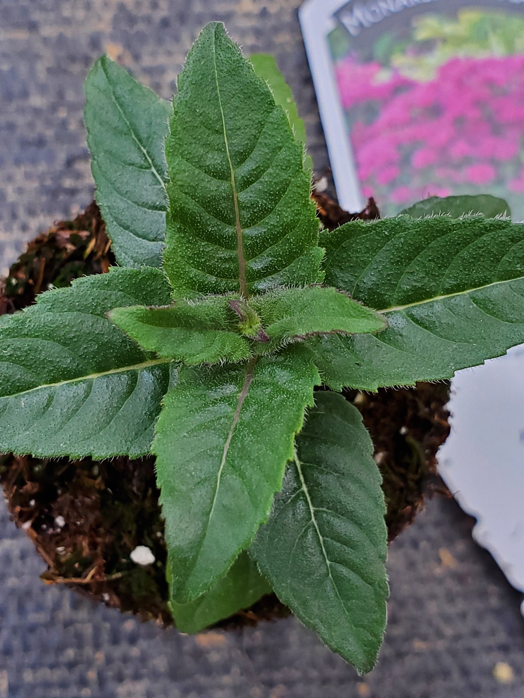 Monarda Sugar Buzz Grape Gumball - Etsy