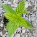 Upright Peppermint Plant Mint - Etsy