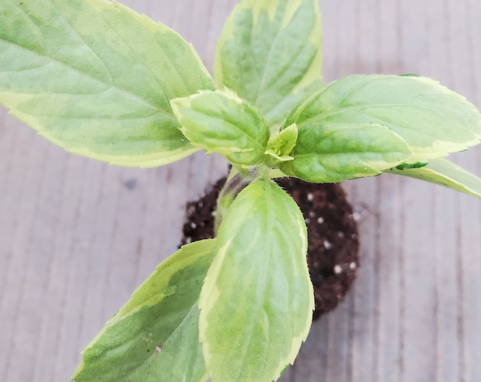 Variegated African Blue Basil - Etsy