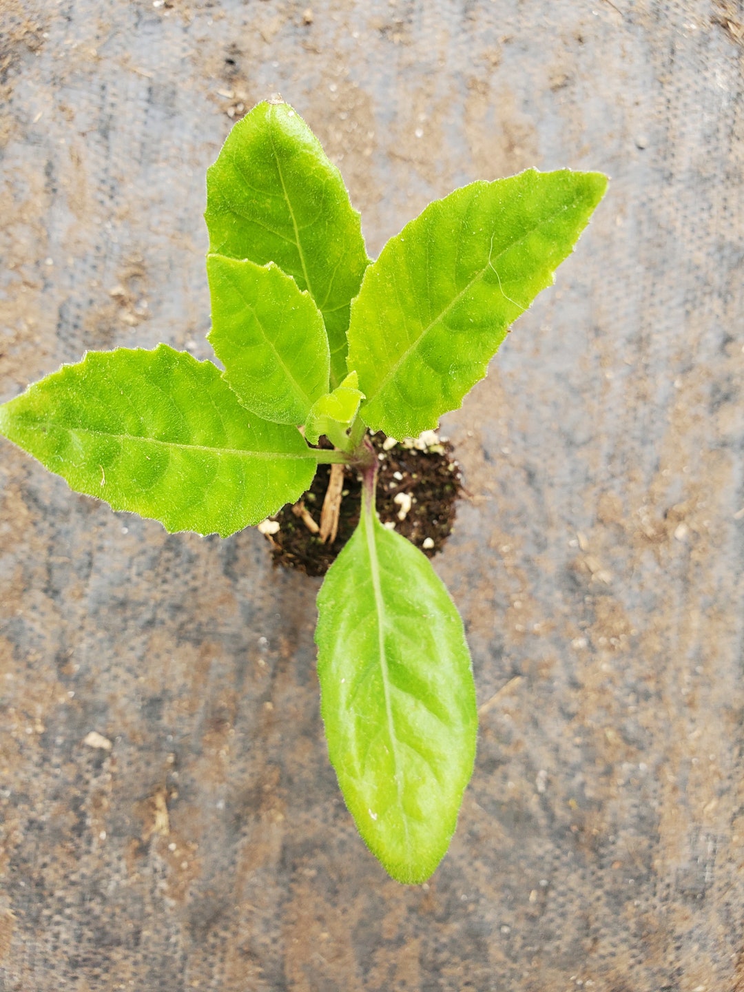 Longevity Spinach Gynura Procumbens - Etsy
