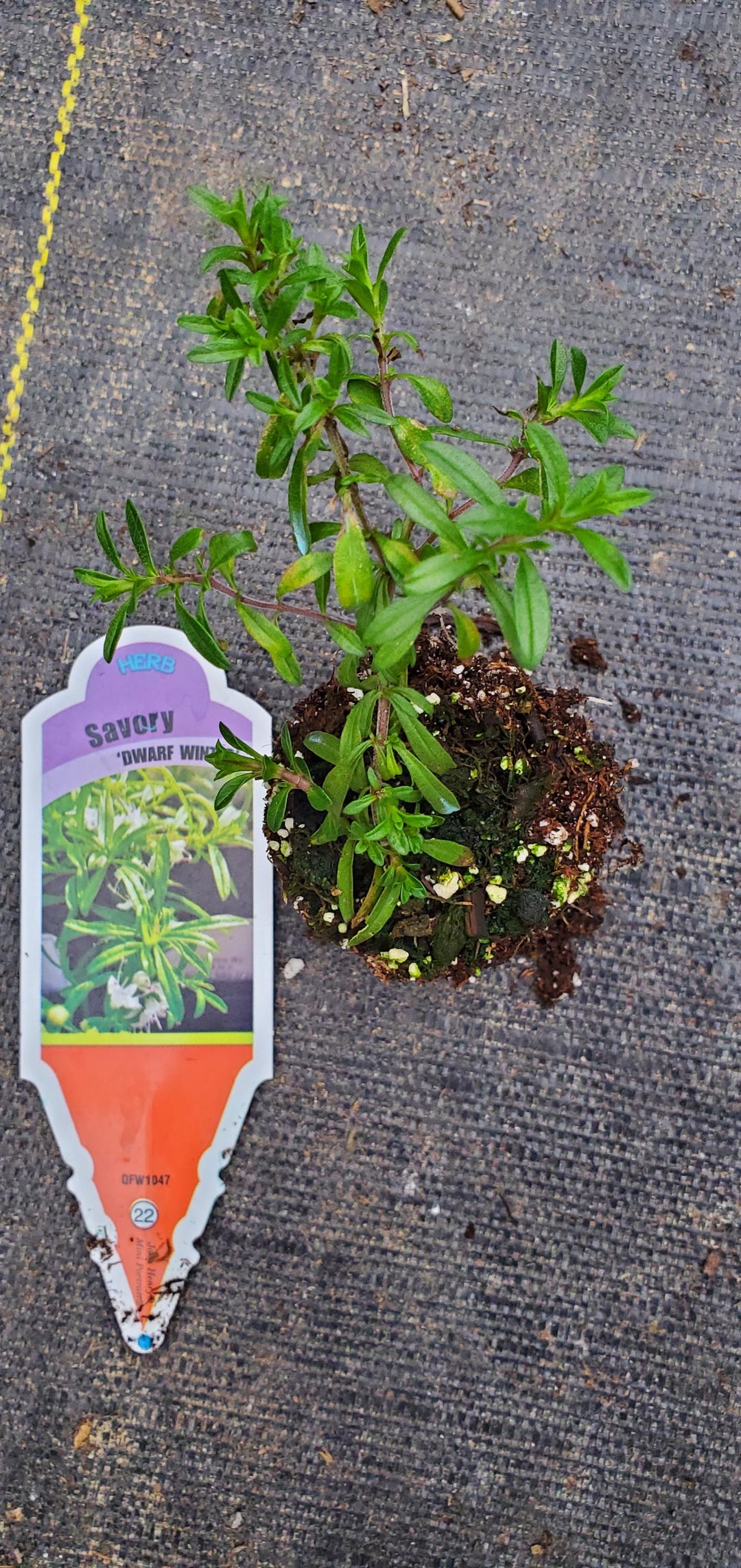 Dwarf Winter Savory - Etsy