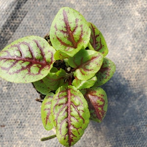 Rumex Raspberry Dressing - Etsy