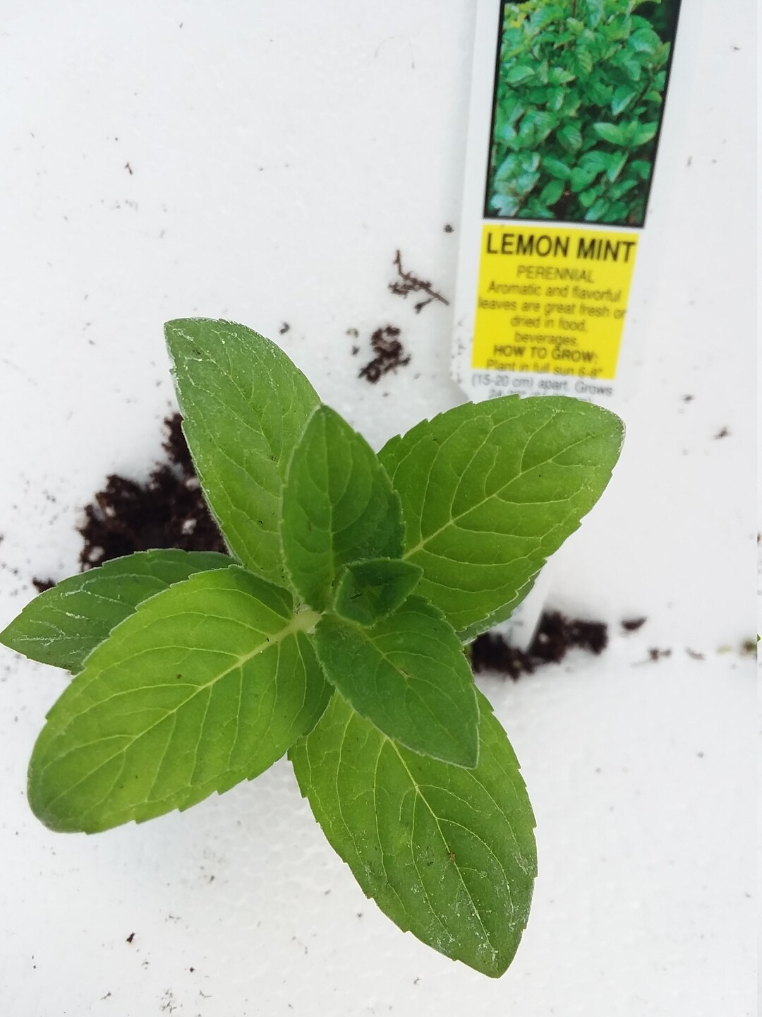 Hilary's Sweet Lemon Mint - Etsy