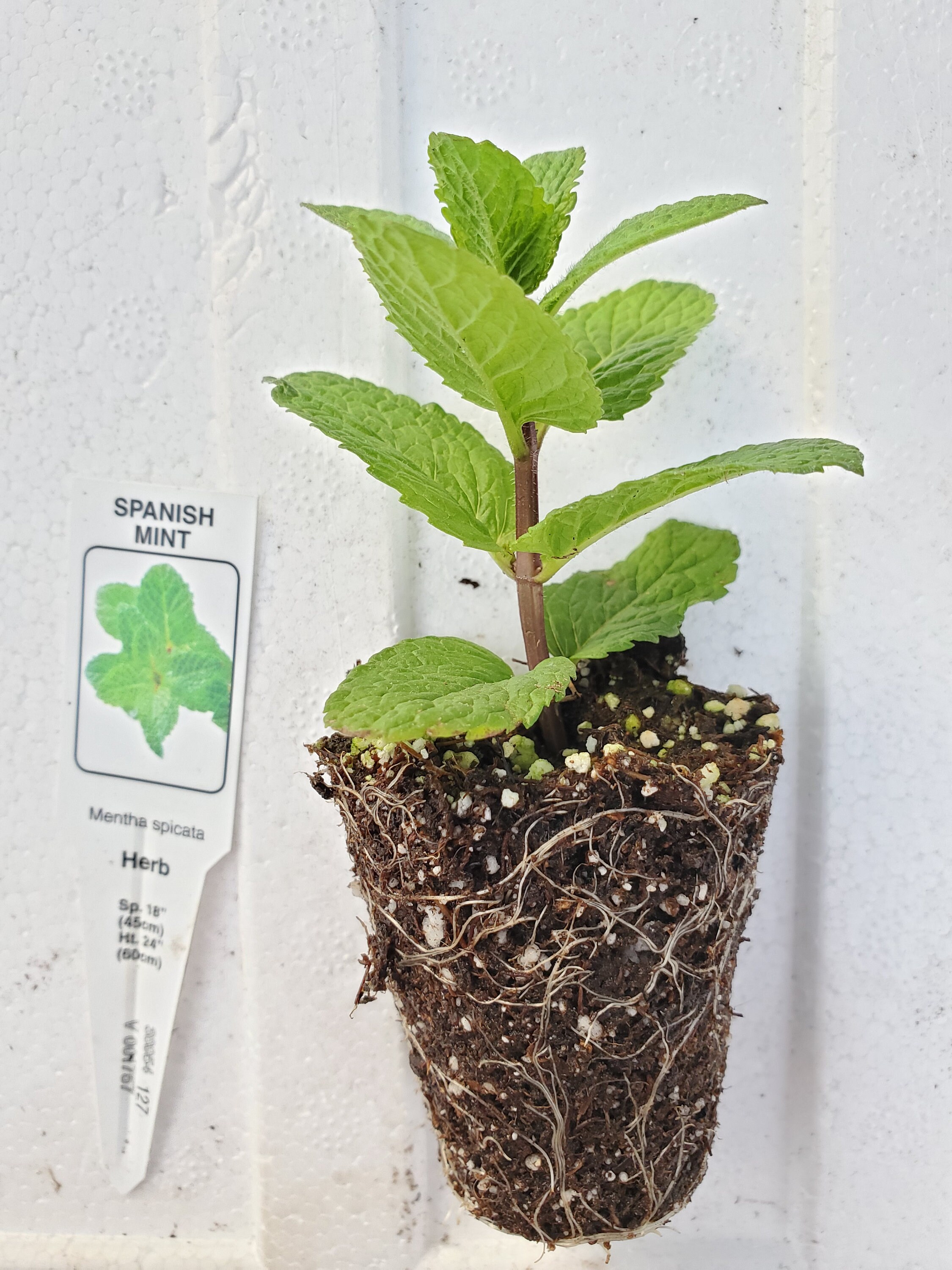 Spanish Mint Mentha Spicata - Etsy