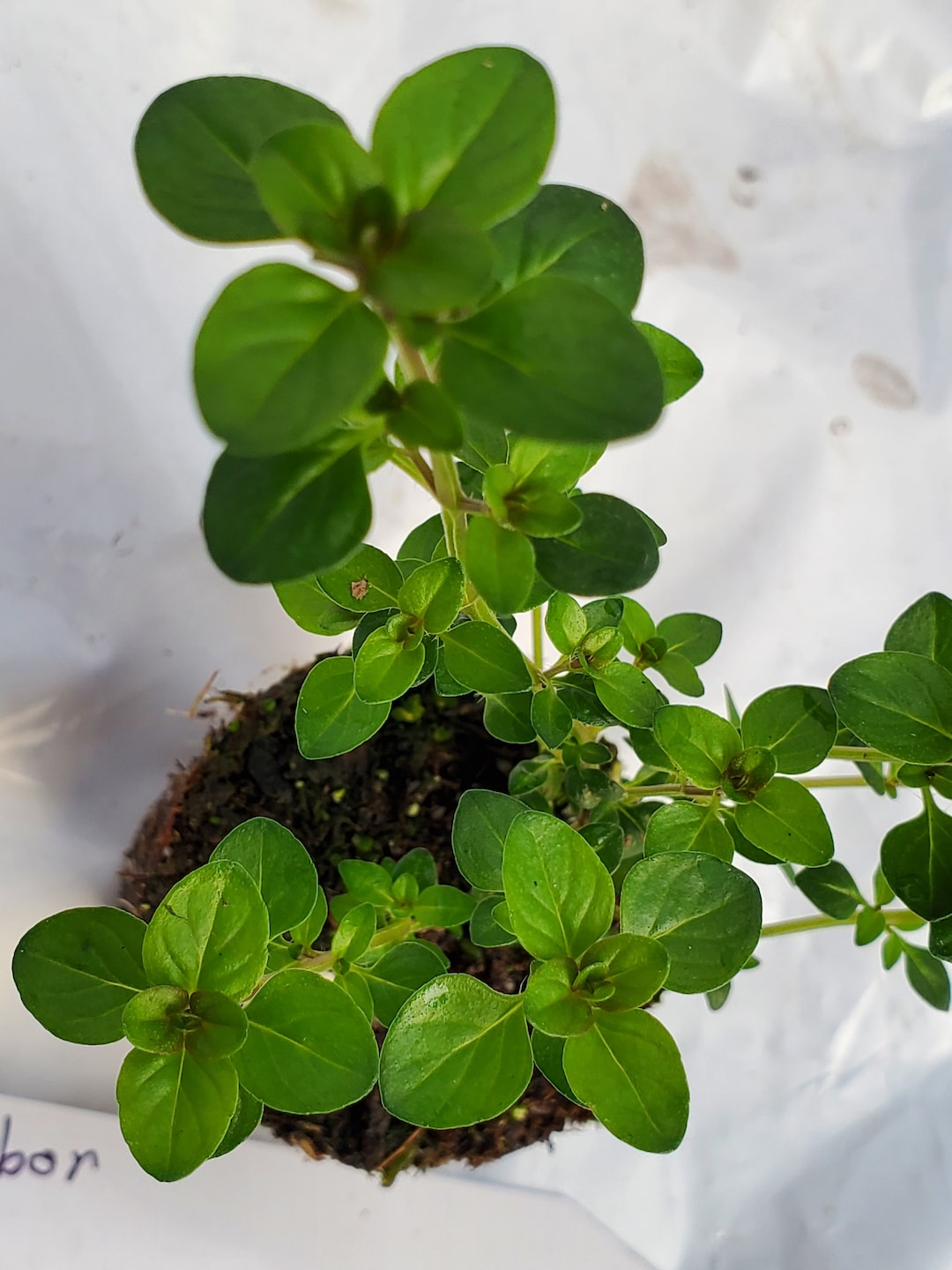 Thyme Tabor English Thyme - Etsy