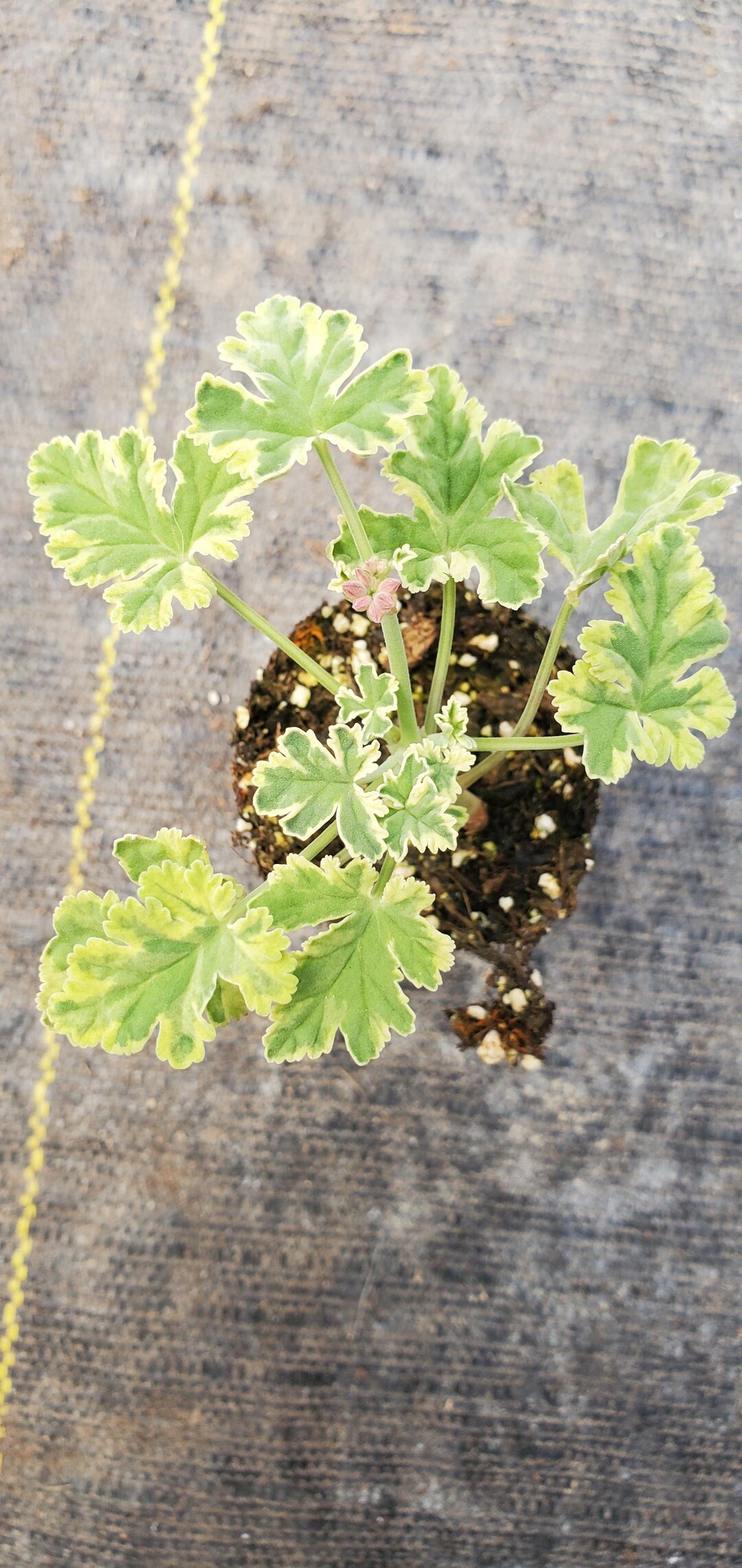 Scented Geranium Variegated Nutmeg - Etsy