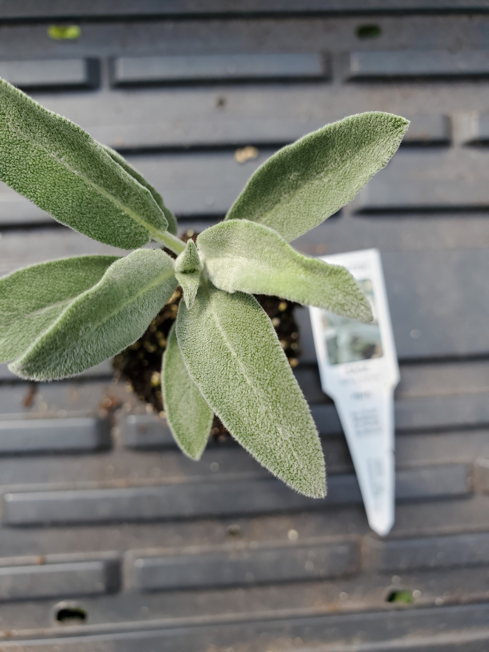 Sage Nazareth - Etsy