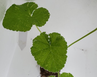Scented Geranium/plant - Etsy