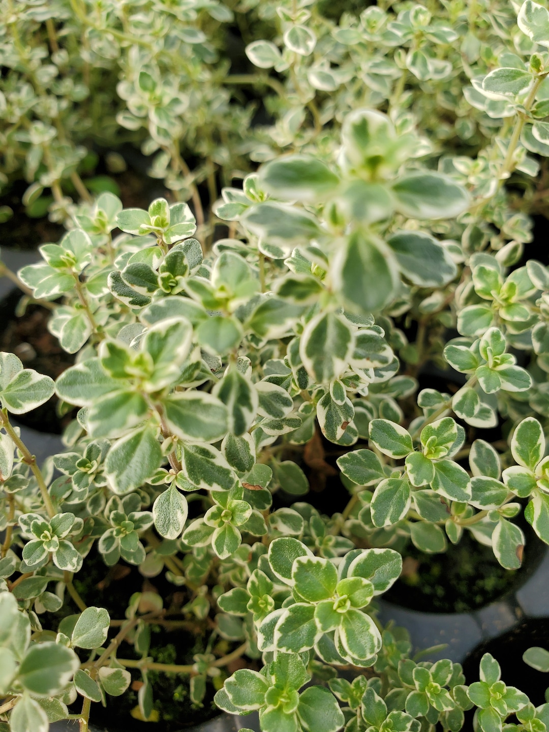 Thyme Sparkling Bright - Etsy