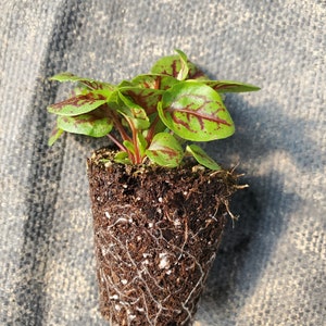 Rumex Raspberry Dressing - Etsy