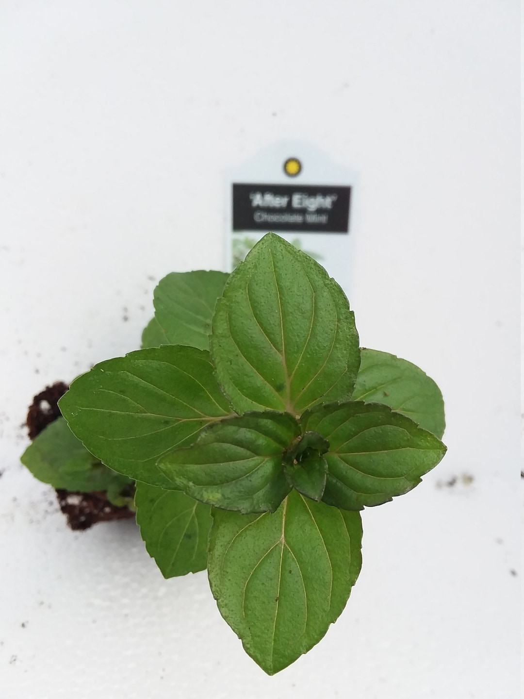 Mint 'after Eight' Chocolate Mint - Etsy