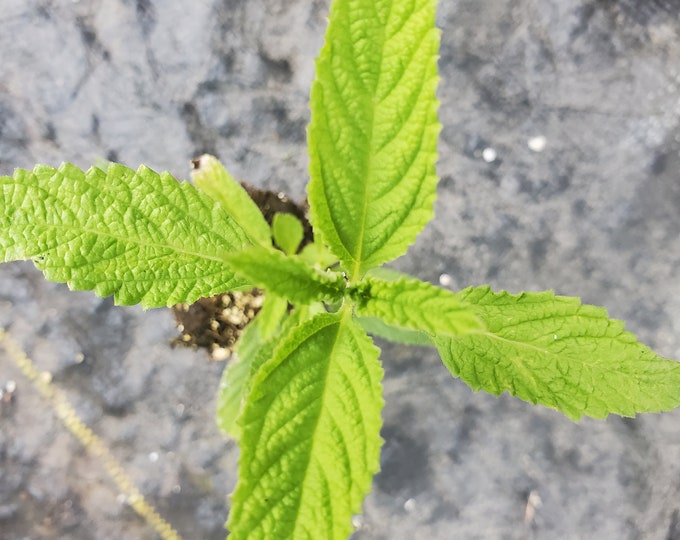 Pitiona (lippia Alba) - Etsy