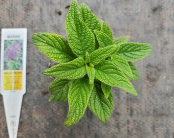 Marine Heliotrope Mini Marine Flower Seeds Heirloom USA NJ Grower See ...