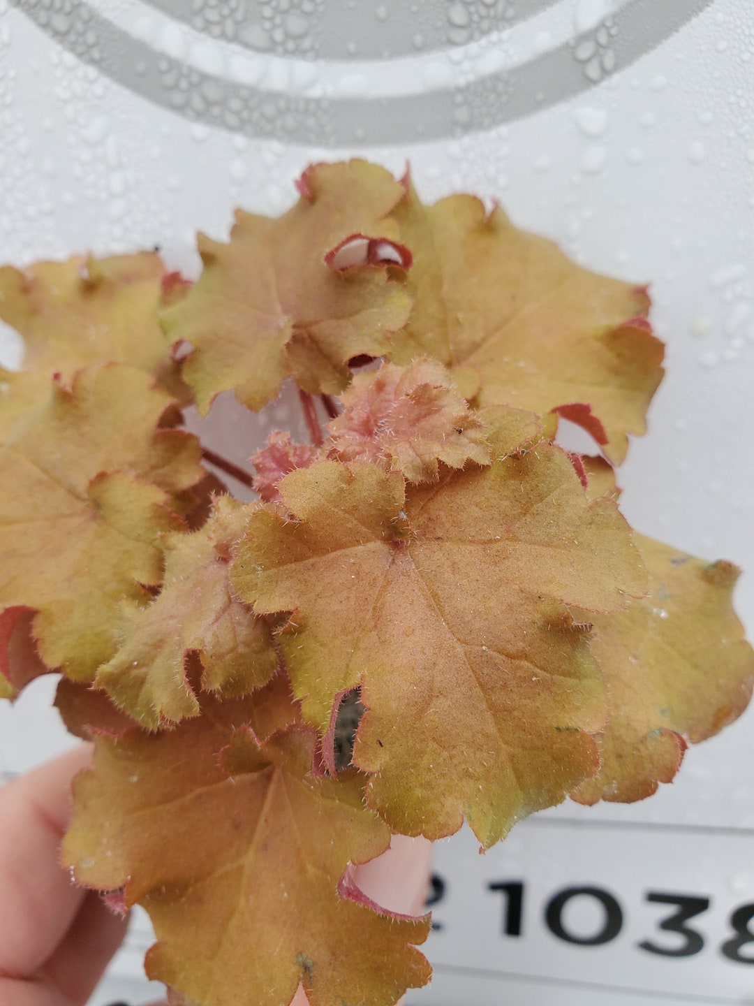 Heuchera Indian Summer Orangeberry Ruffle - Etsy