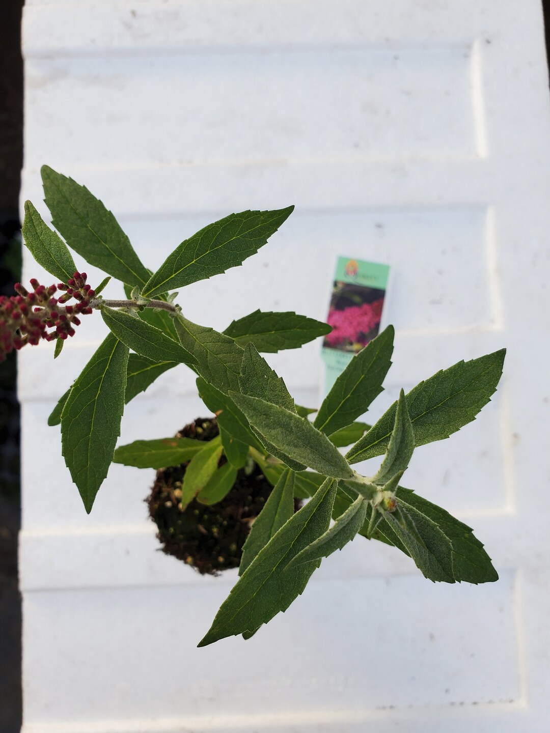 Butterfly Bush Buzz Hot Raspberry - Etsy