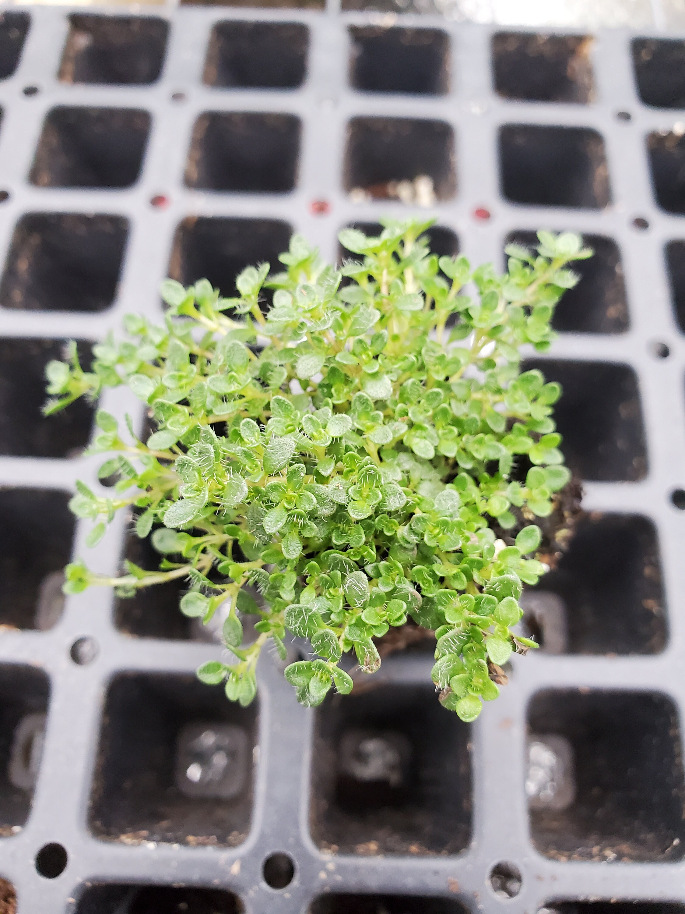 Creeping Thyme Minus Starter Plant - Etsy