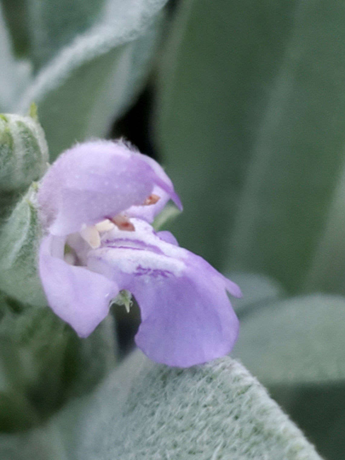 Sage Nazareth - Etsy