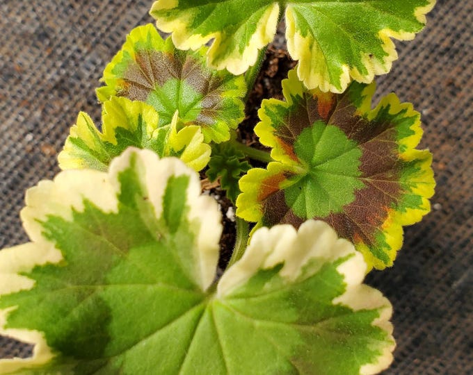 Geranium Mrs Pollock - Etsy