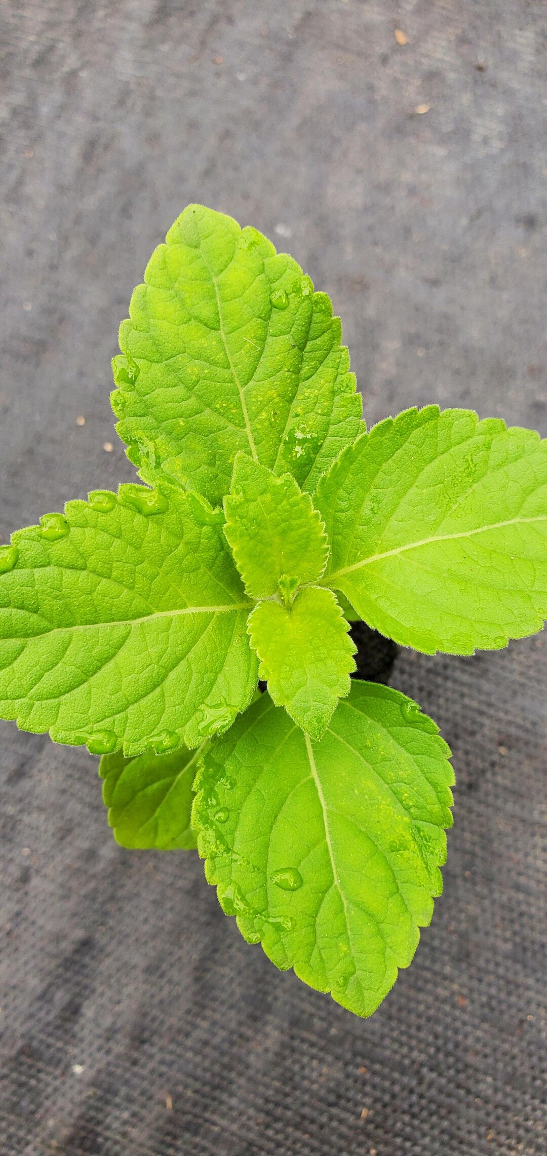 Tree Basil Ocimum Suave - Etsy